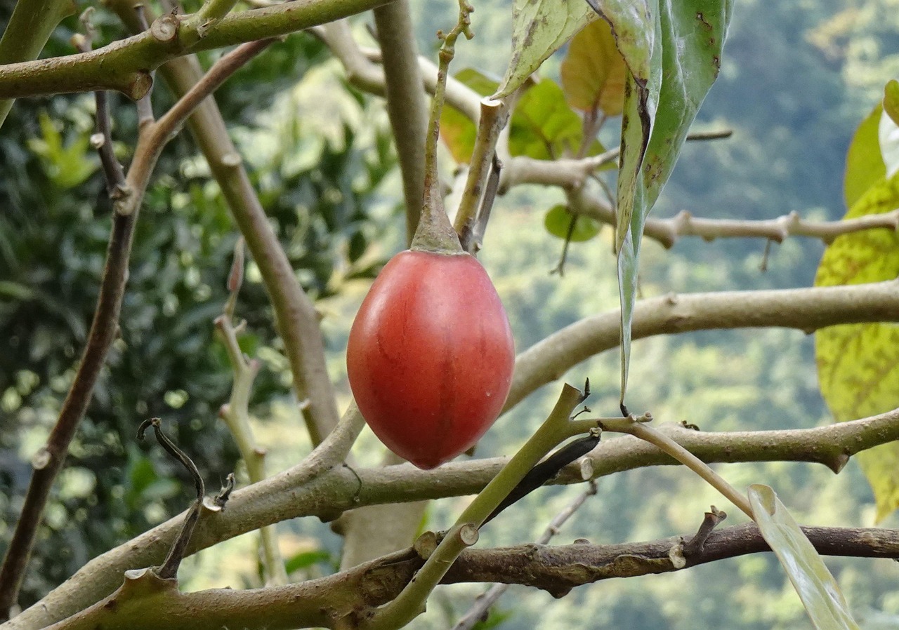 20+ Free Brinjal & Eggplant Images - Pixabay