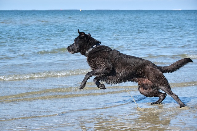 Dog Action Sea - Free photo on Pixabay