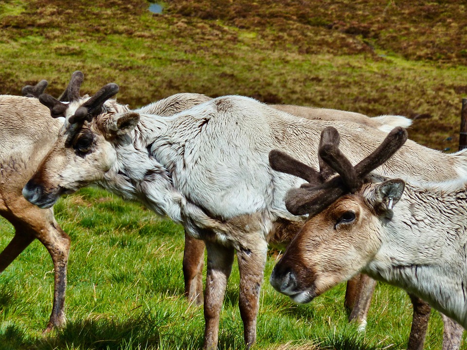 Reindeer Antlers Wildlife - Free photo on Pixabay - Pixabay