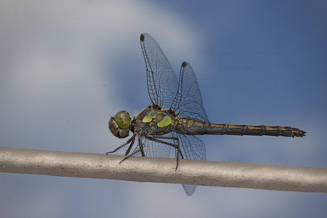 Heidelibelle Dragon-Fly Insect - Free photo on Pixabay - Pixabay
