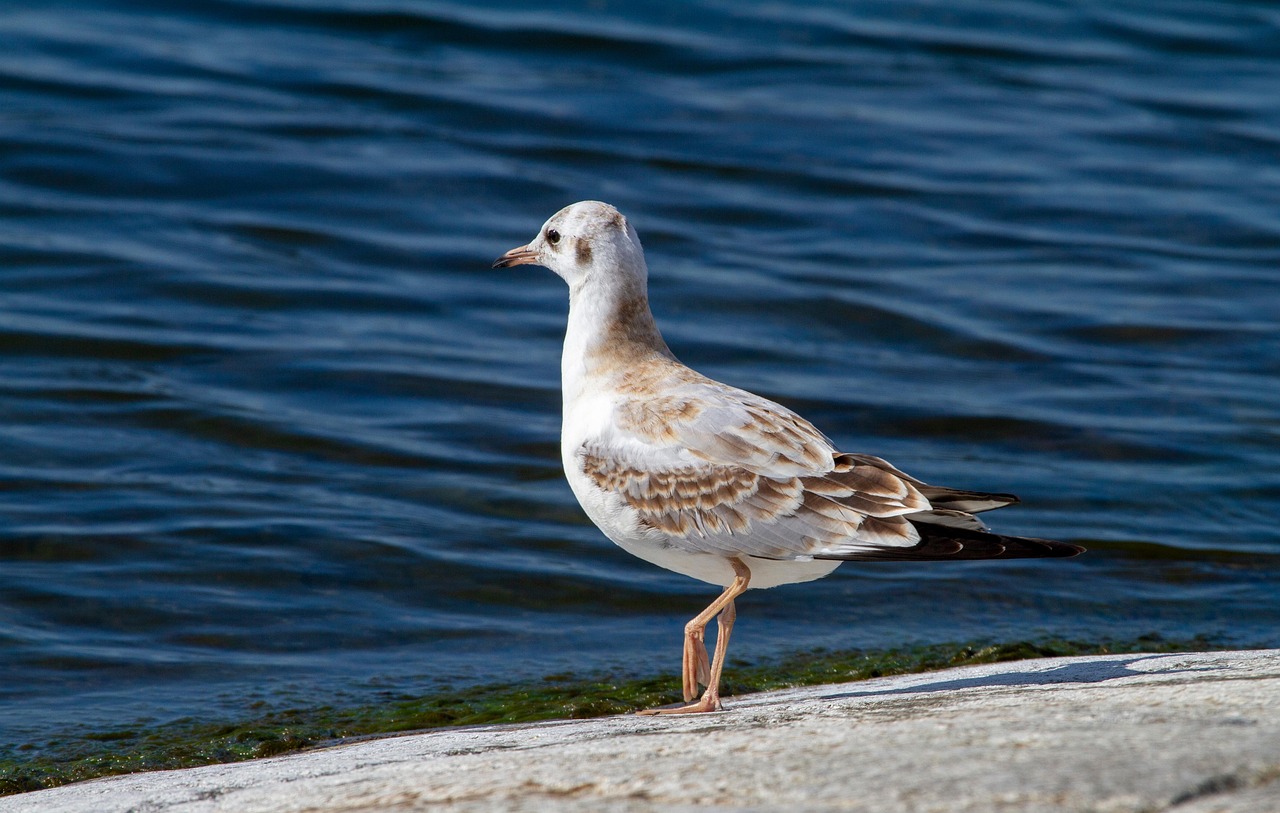 Bird Gull Young - Free photo on Pixabay