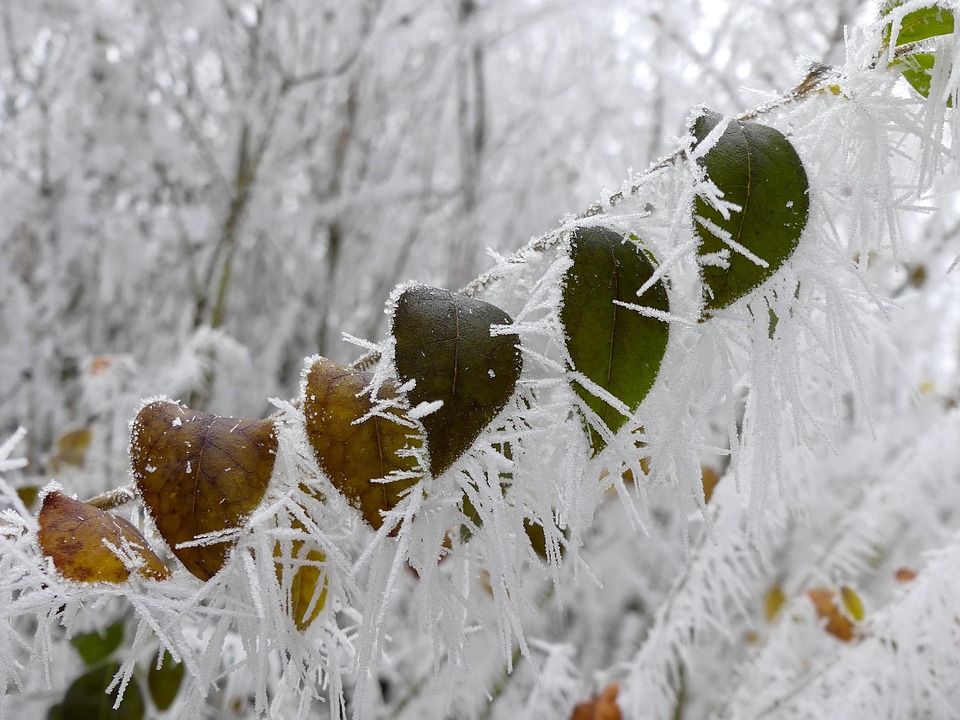 Winter Kalt Raureif - Free photo on Pixabay - Pixabay