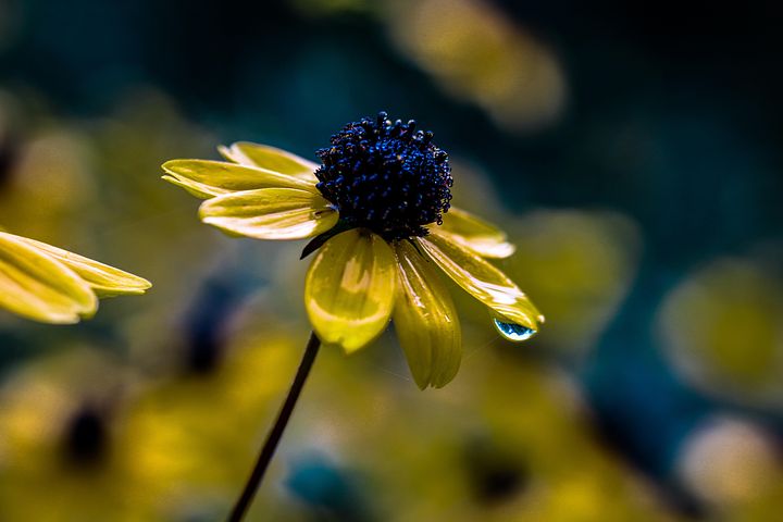 600+ Free Sus & Nature Images
