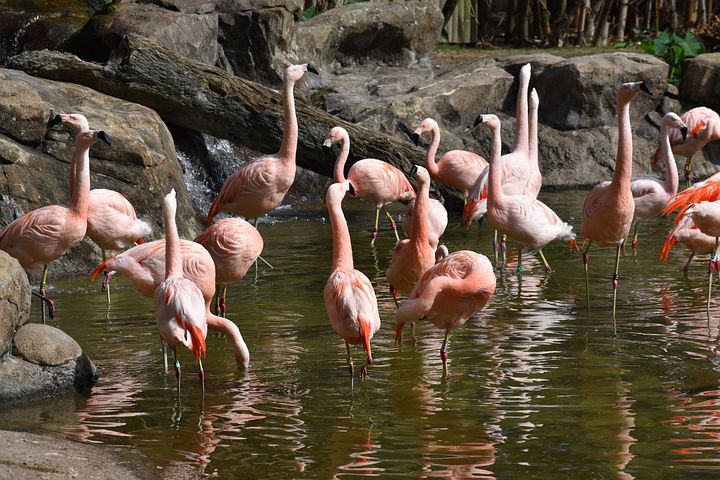 2,000+ Free Flamingo & Bird Images - Pixabay