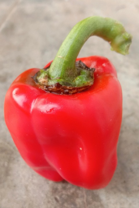 Rouge Légume Latin Capsicum - Photo gratuite sur Pixabay - Pixabay