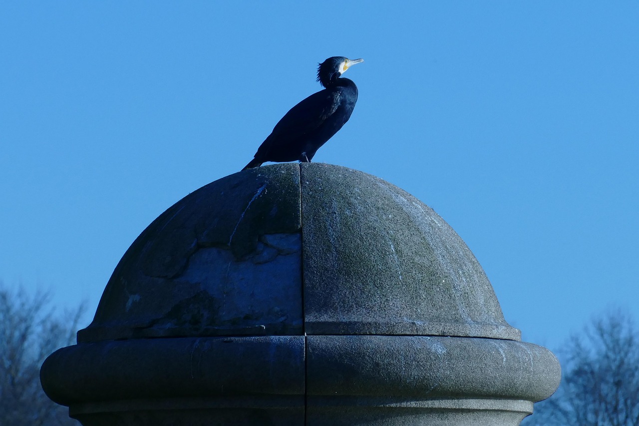 Cormorán Grande Phalacrocorax - Foto gratis en Pixabay - Pixabay