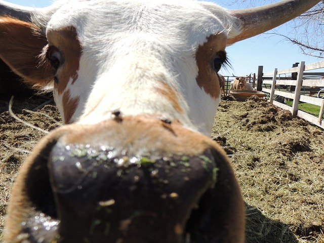 Cow Country Cattle - Free photo on Pixabay - Pixabay