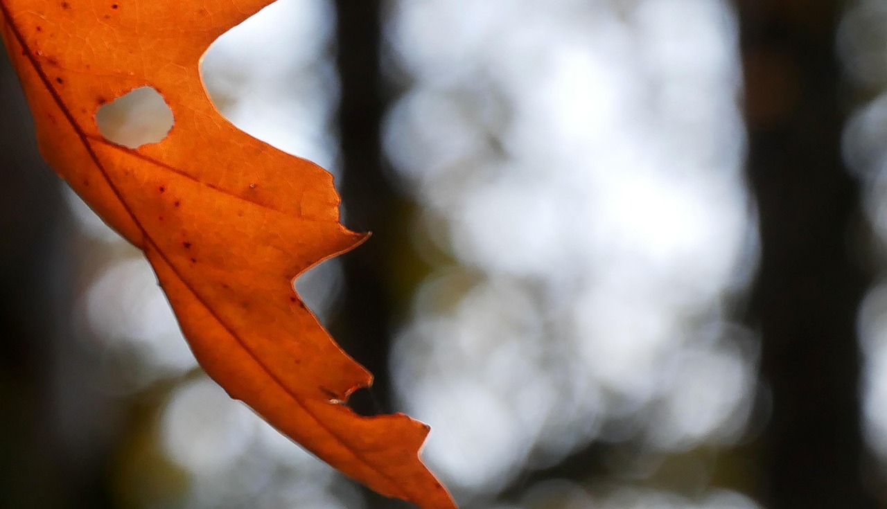 Fall Light Leaf - Free photo on Pixabay - Pixabay
