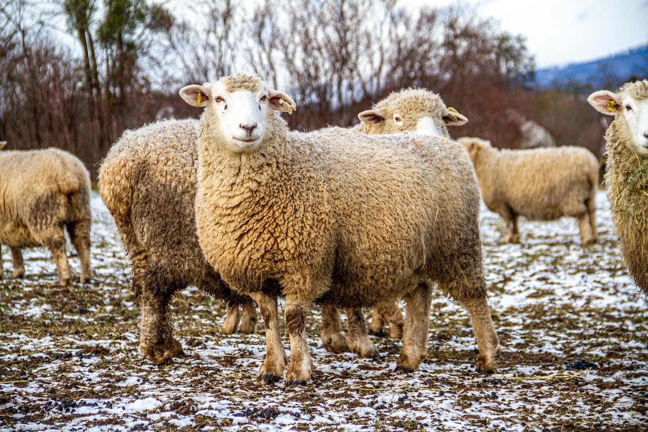 Animales Oveja Mamífero - Foto gratis en Pixabay - Pixabay