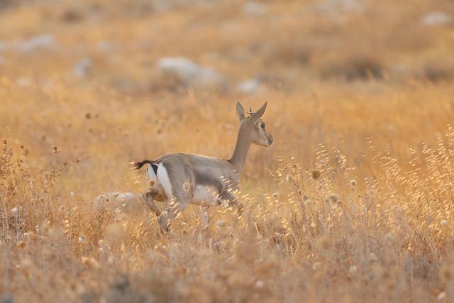 Animal Gazelle Mammal - Free photo on Pixabay