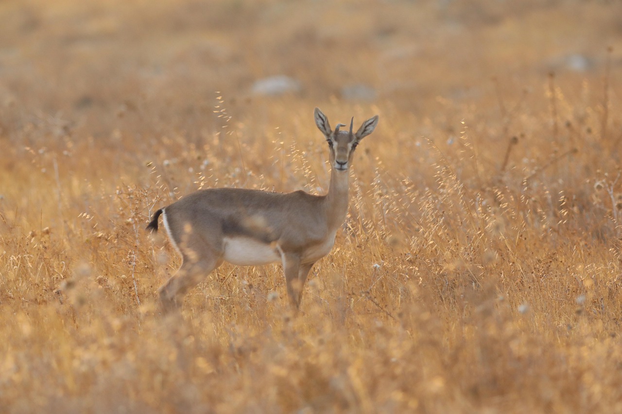 Gazelle Animal Symbolism