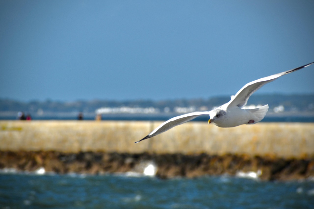 Seagull Bird Nature - Free photo on Pixabay
