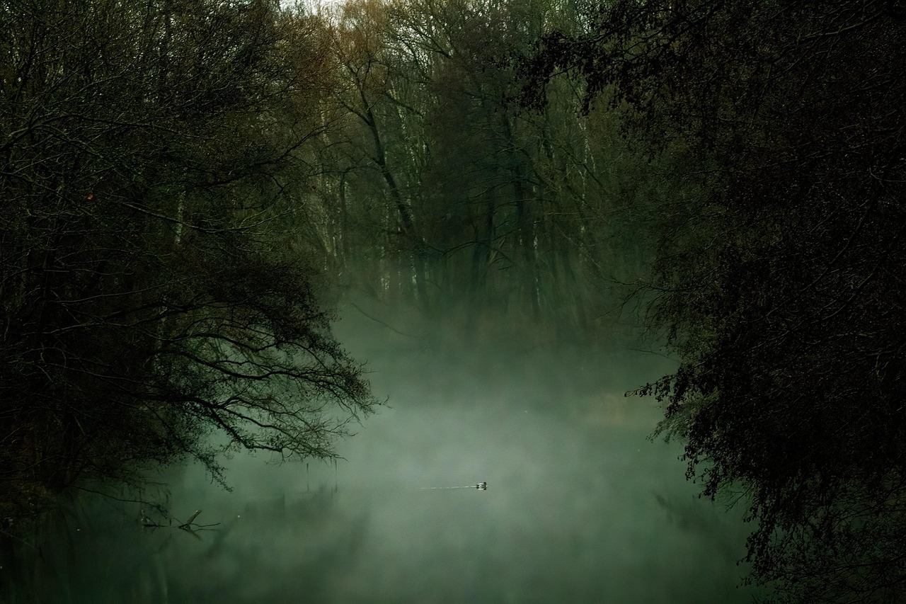 Fog Nature Landscape - Free photo on Pixabay - Pixabay