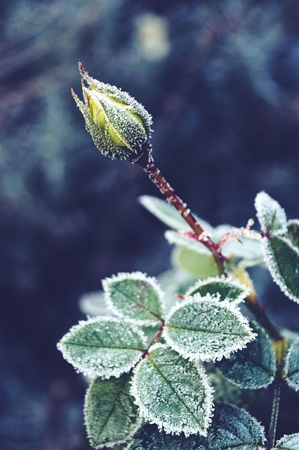 Frost Winter Rose - Free photo on Pixabay