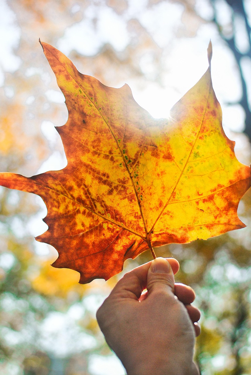 超过 90 张关于“Leaf\”和“Leaf”的免费图片 - Pixabay