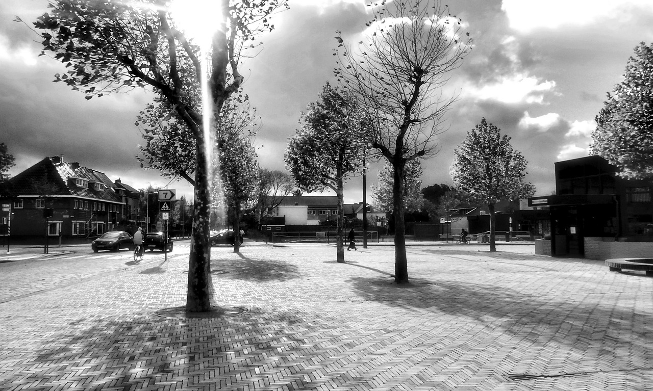Trees Square Monochrome - Free photo on Pixabay - Pixabay