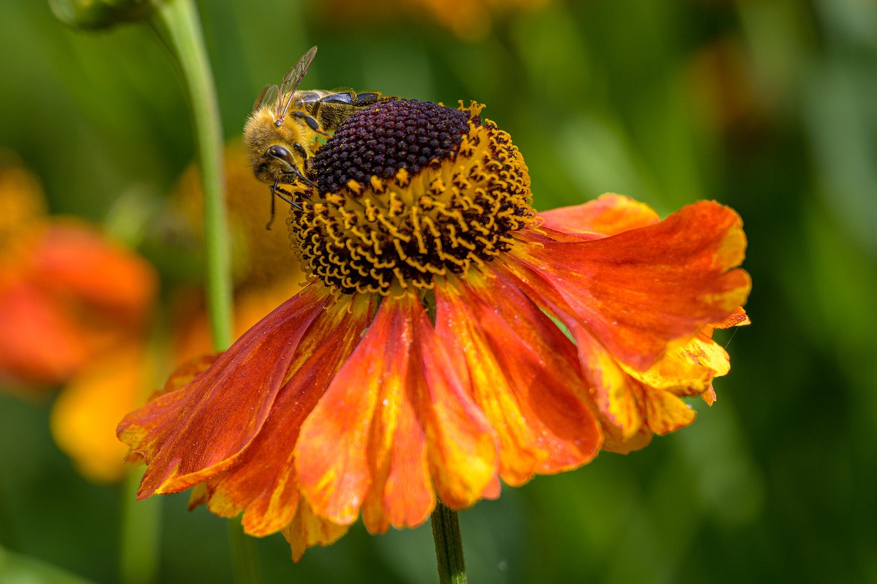 Flower Bee Pollination - Free photo on Pixabay