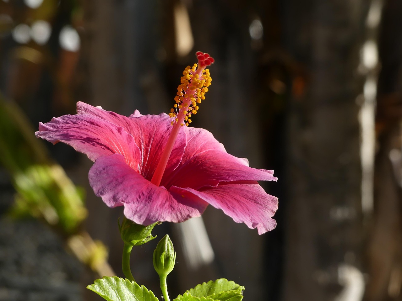 Hibiscus Rose Fleur - Photo gratuite sur Pixabay - Pixabay