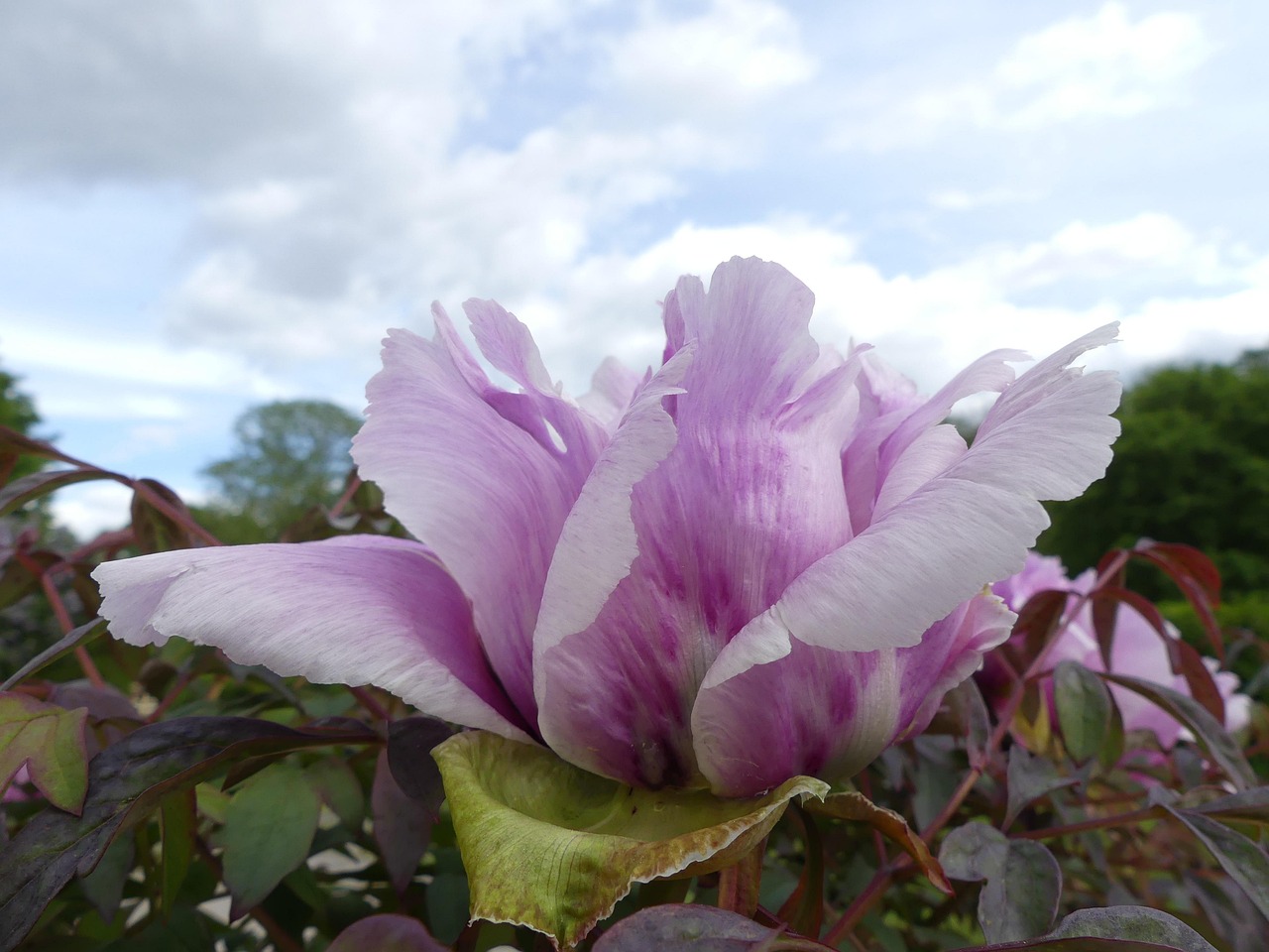 Blume Garten Natur - Kostenloses Foto auf Pixabay - Pixabay
