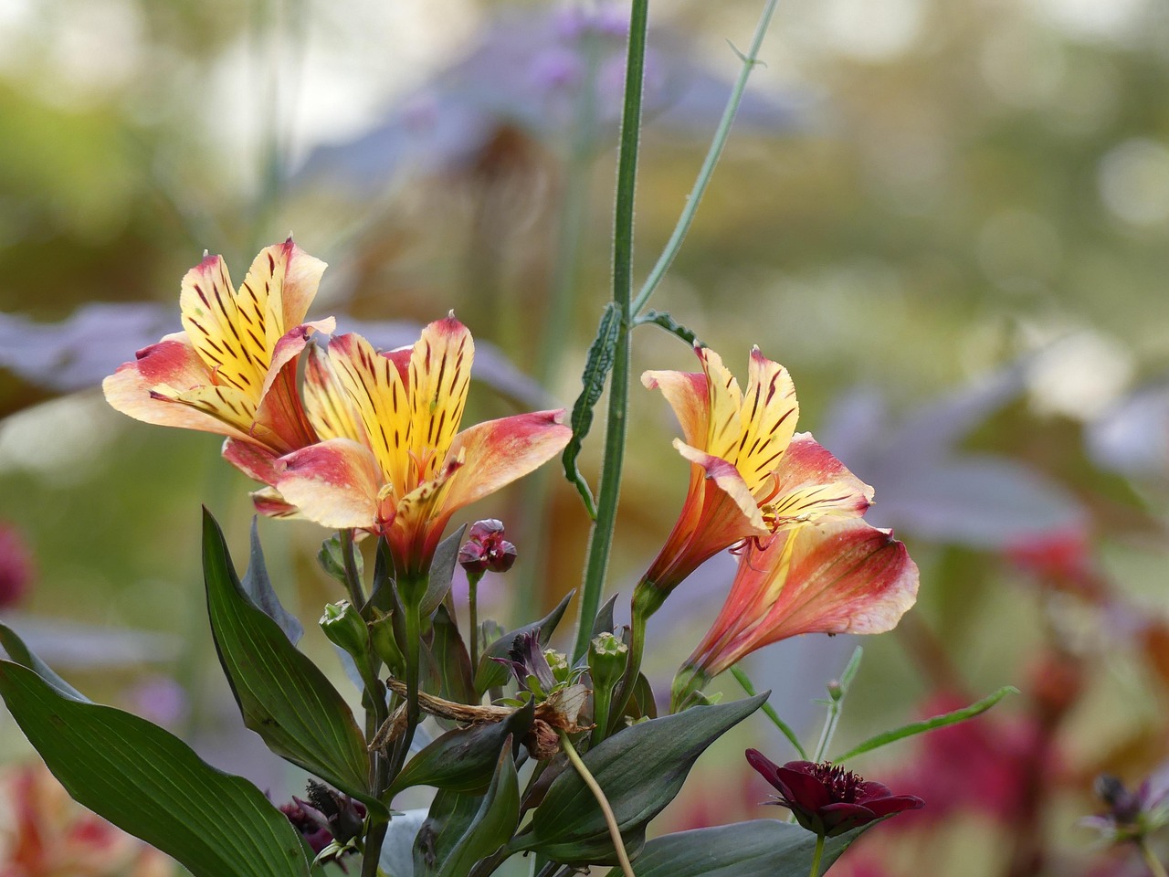 Peruvian Lilies Of The - Free photo on Pixabay - Pixabay