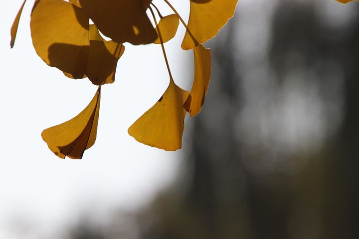 40+ Free Gingko Biloba & Gingko Images