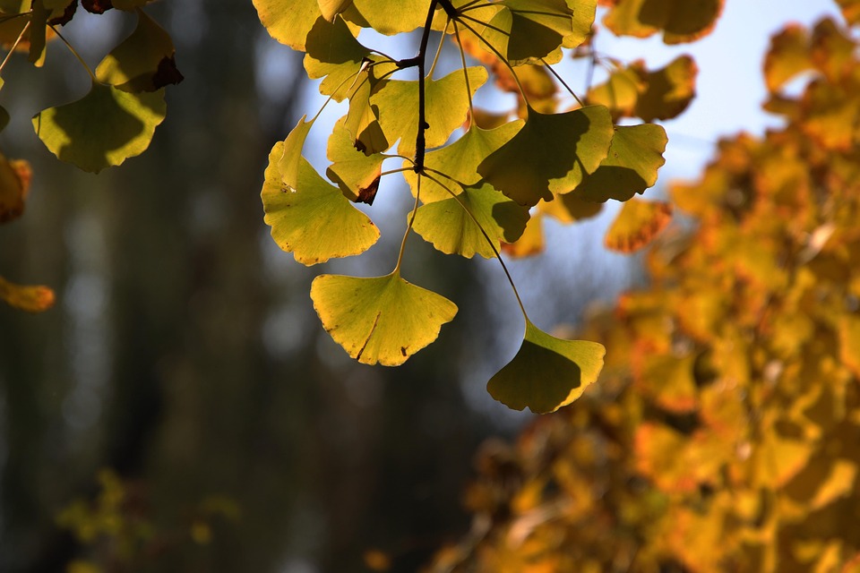 Gingko Sale De Rama - Foto gratis en Pixabay - Pixabay