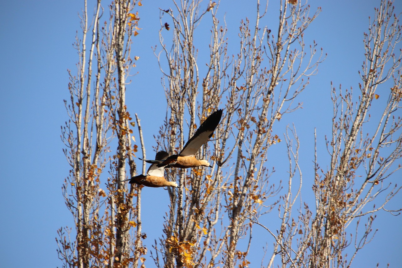 Ruddy Shelducks Ducks Birds - Free photo on Pixabay - Pixabay