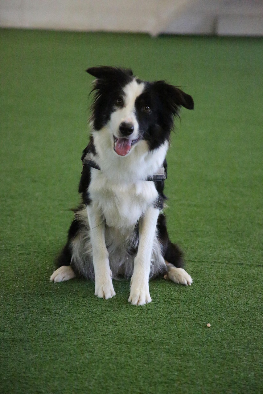 Border Collie Chien Les Yeux Noir - Photo gratuite sur Pixabay - Pixabay
