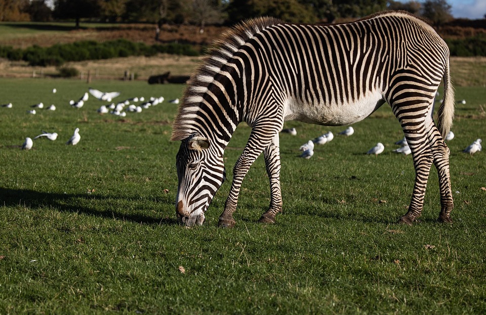 Zebra Equino Animale Animali - Foto gratis su Pixabay