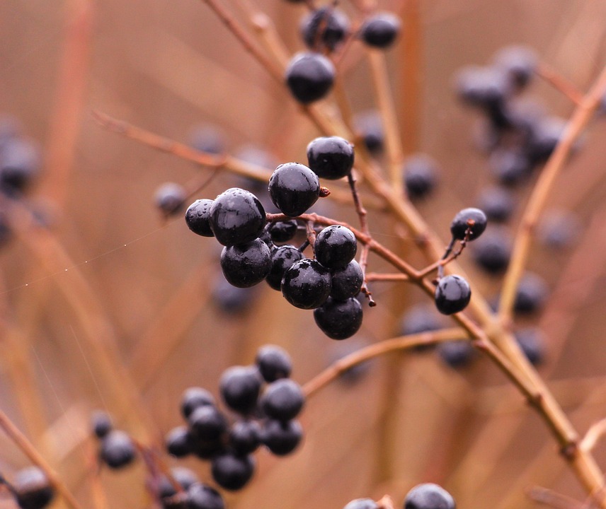 Privet Meyveler Bitki - Pixabay'de ücretsiz fotoğraf