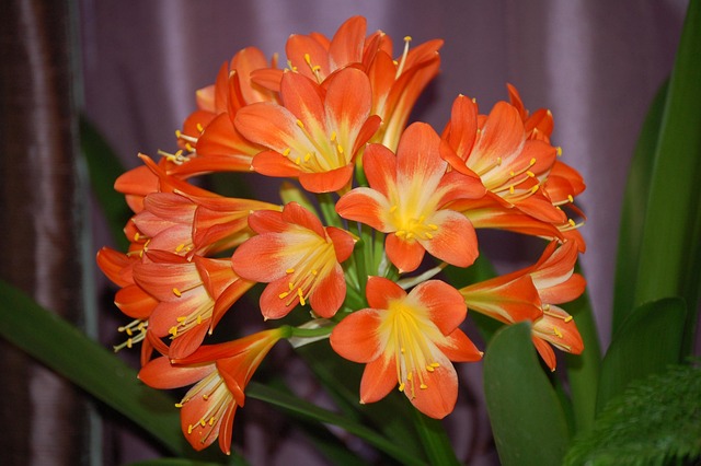 Clivias Flowers Garden Orange - Free photo on Pixabay - Pixabay