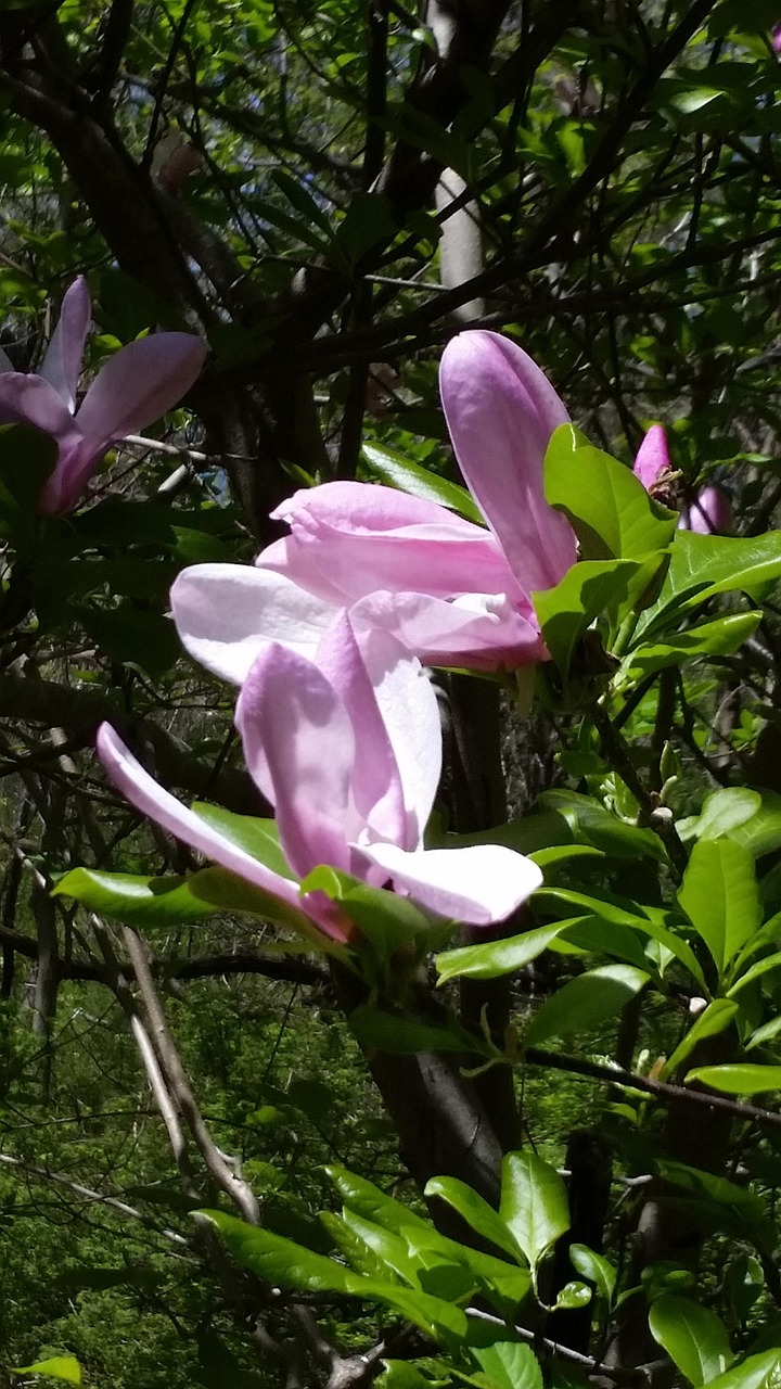 Fleurs De Jane Magnolia - Photo gratuite sur Pixabay - Pixabay
