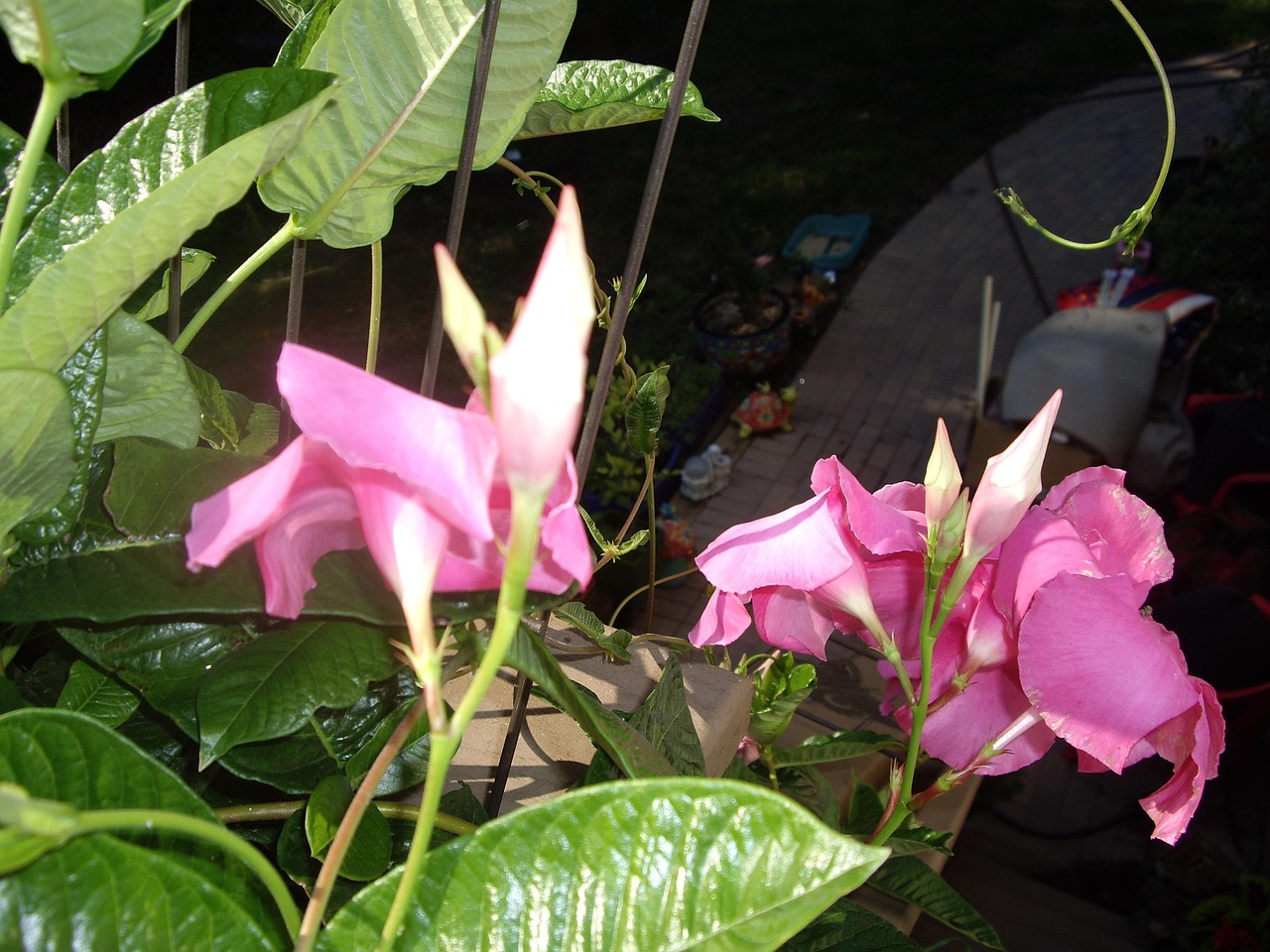 Mandevilla Flowers - Free photo on Pixabay
