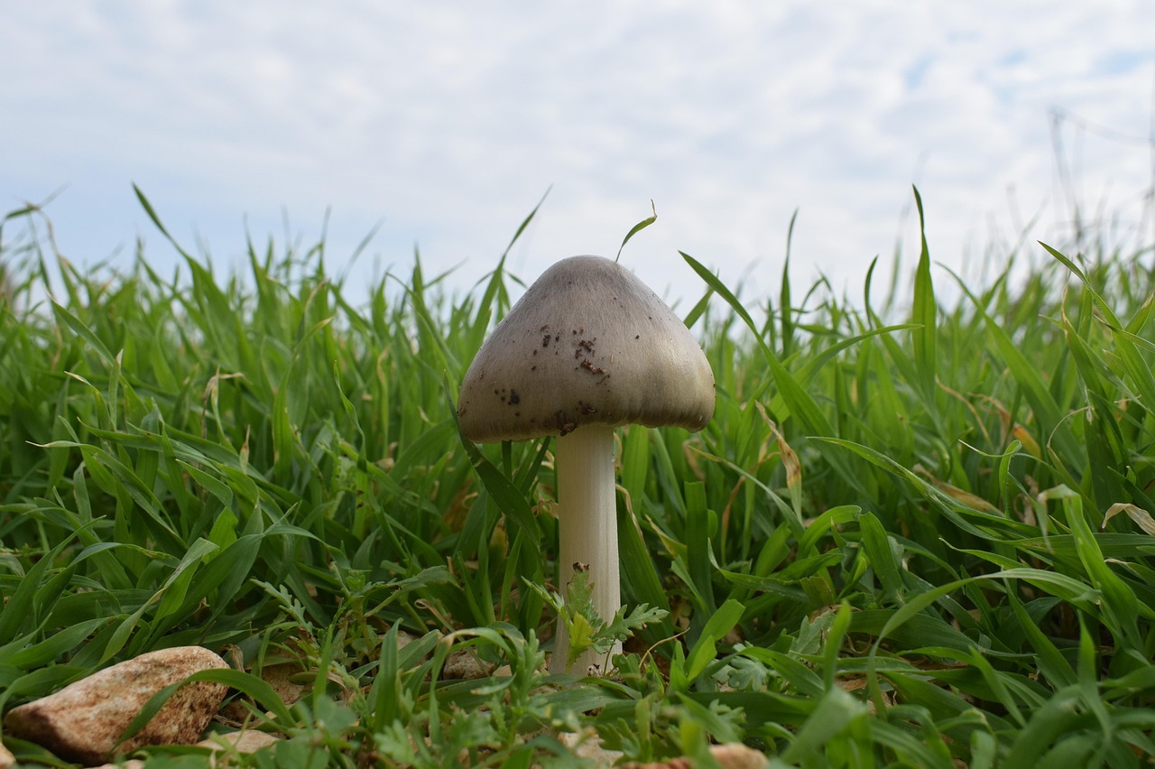 Mushroom Plant Fungus - Free photo on Pixabay - Pixabay