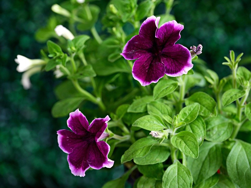 Petunias Flowers Garden - Free photo on Pixabay - Pixabay