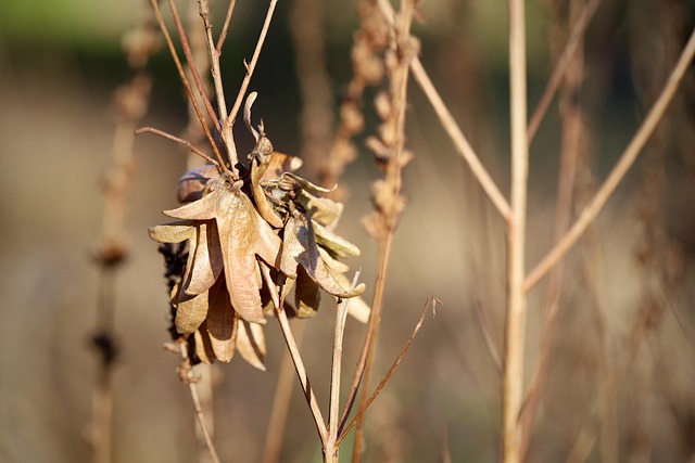 Plants Dried Flowers Dry - Free photo on Pixabay