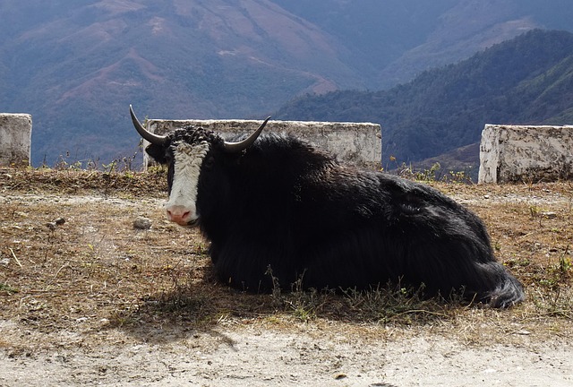 40,000+ Free Yak Animal & Yak Images - Pixabay