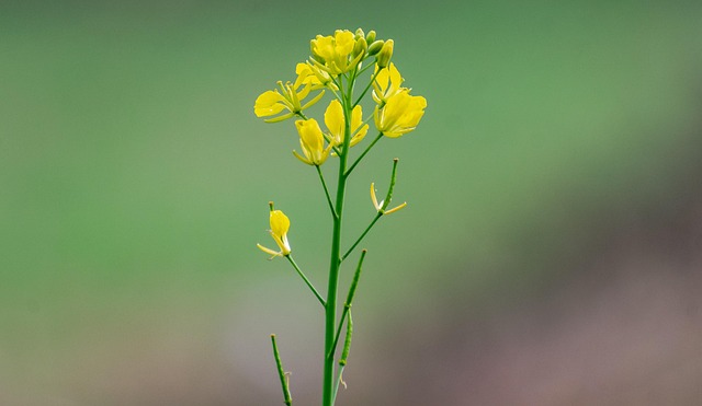Flowers Plant Mustard - Free photo on Pixabay - Pixabay