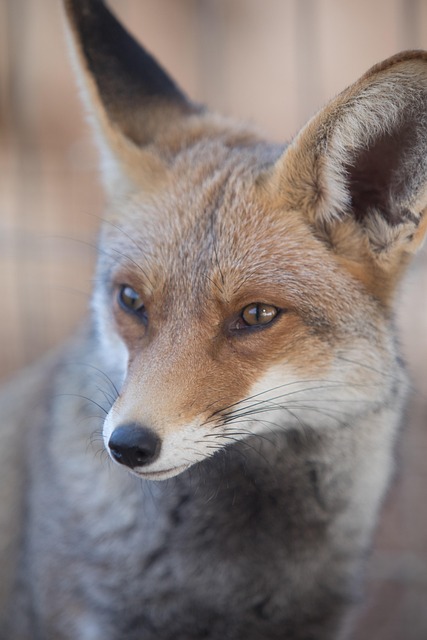 Fox Animal Canine - Free photo on Pixabay - Pixabay