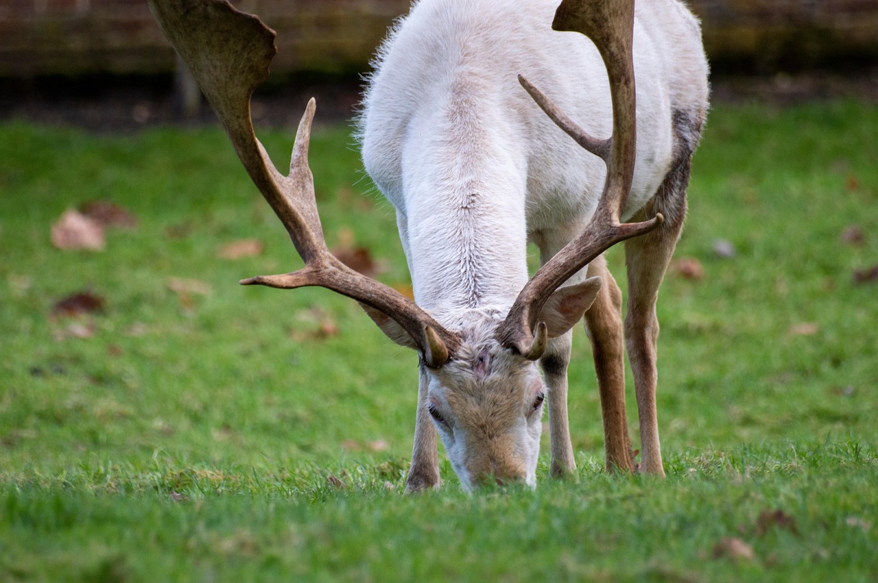 Deer Antler Animal - Free photo on Pixabay