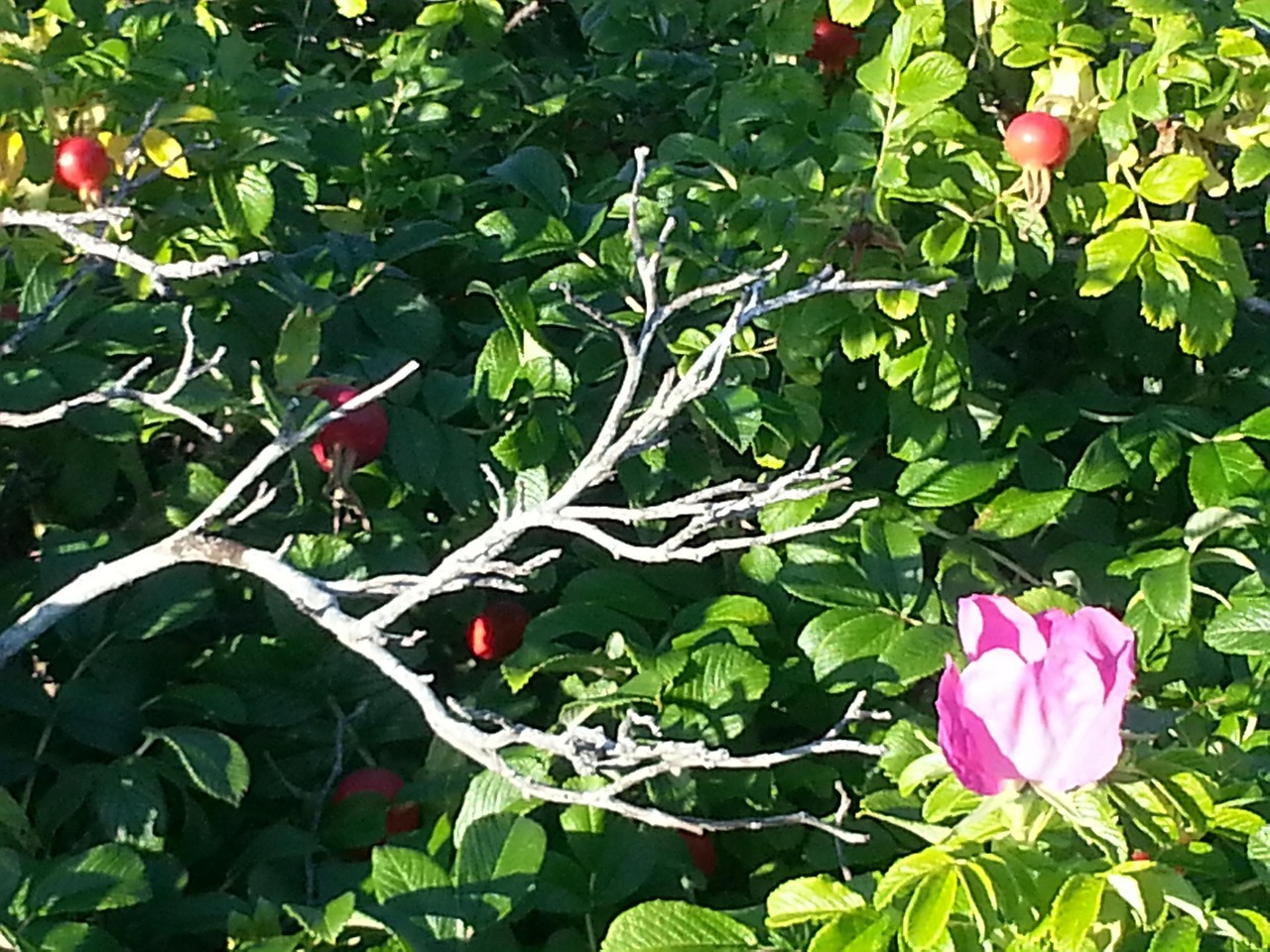 Branch Tree Nature - Free photo on Pixabay - Pixabay