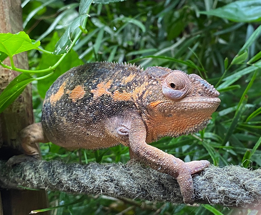 Chameleon Reptile Lizard - Free photo on Pixabay