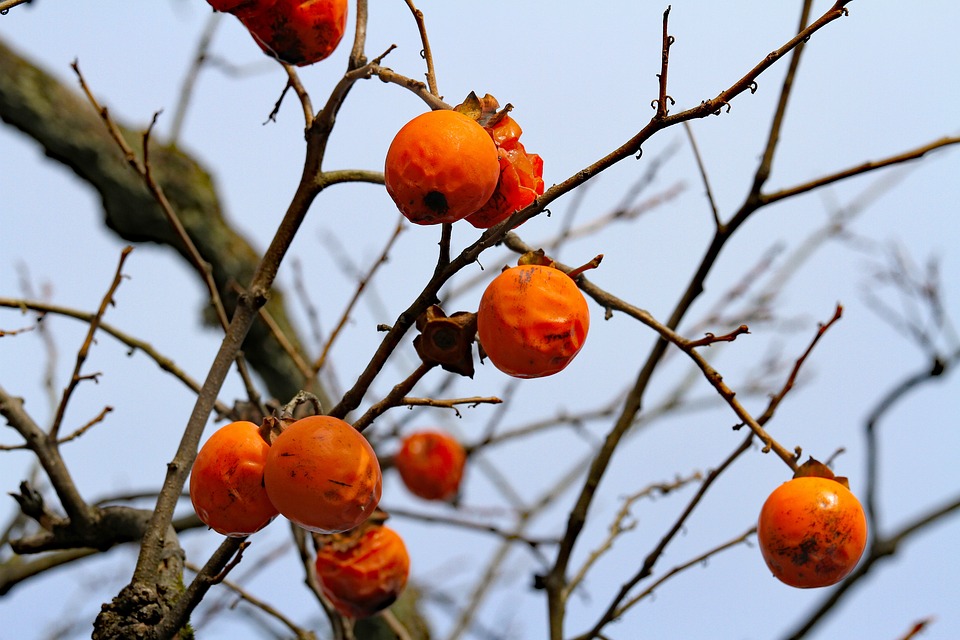 Baum Kaki Obst - Kostenloses Foto auf Pixabay