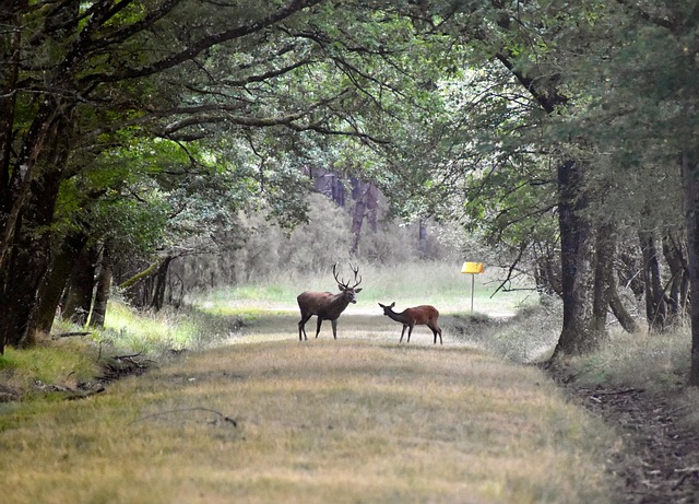 Cerf Biche Nature - Photo gratuite sur Pixabay - Pixabay