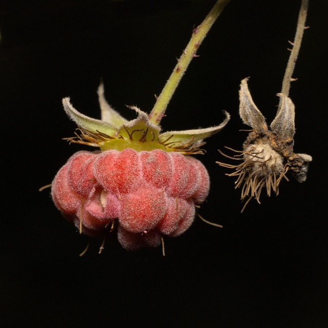 Raspberry Fruit Winter Close - Free photo on Pixabay