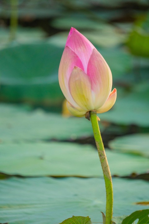 Flower Lotus Nature - Free photo on Pixabay