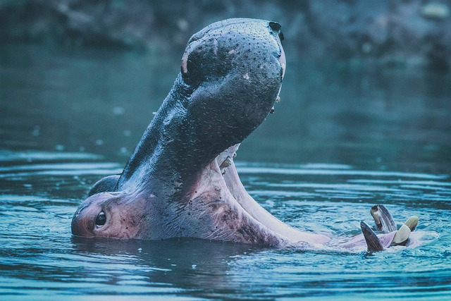 Animal Hippopotamus Mammal - Free photo on Pixabay - Pixabay