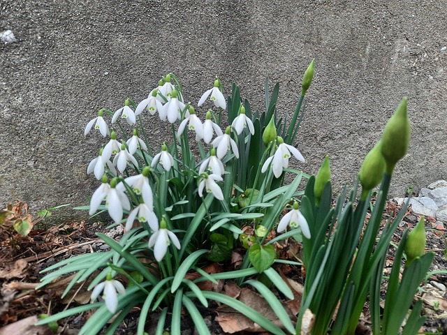 Snowdrop Flower Garden - Free photo on Pixabay