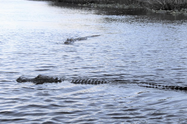 Alligator Crocodile Marais Zone - Photo gratuite sur Pixabay