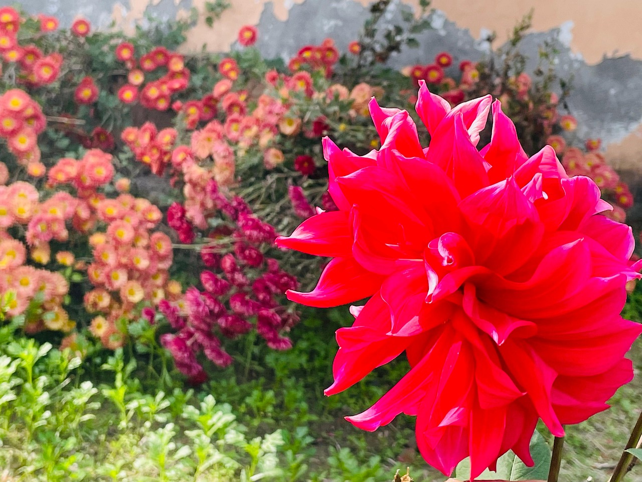 Flora Flower - Free photo on Pixabay - Pixabay